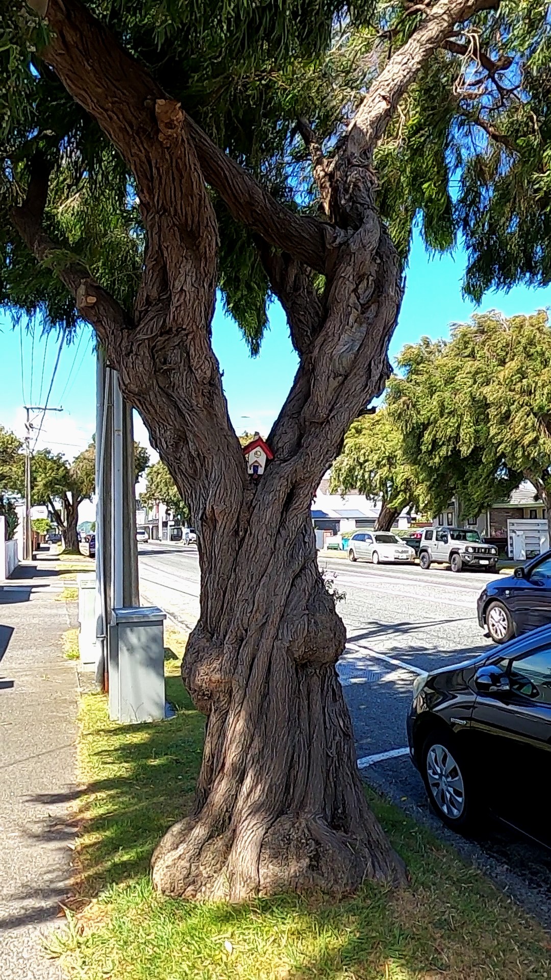 The Local Arboretum: Noticeable trees and their stories