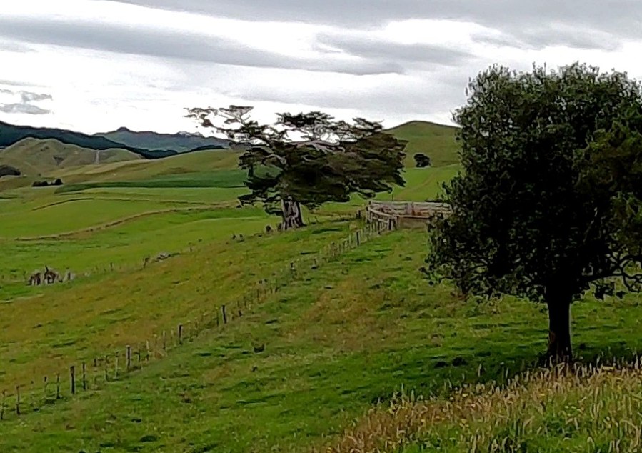 Photogenic ‘Beat-Up Macs’ – The Local Arboretum: Noticeable trees and ...