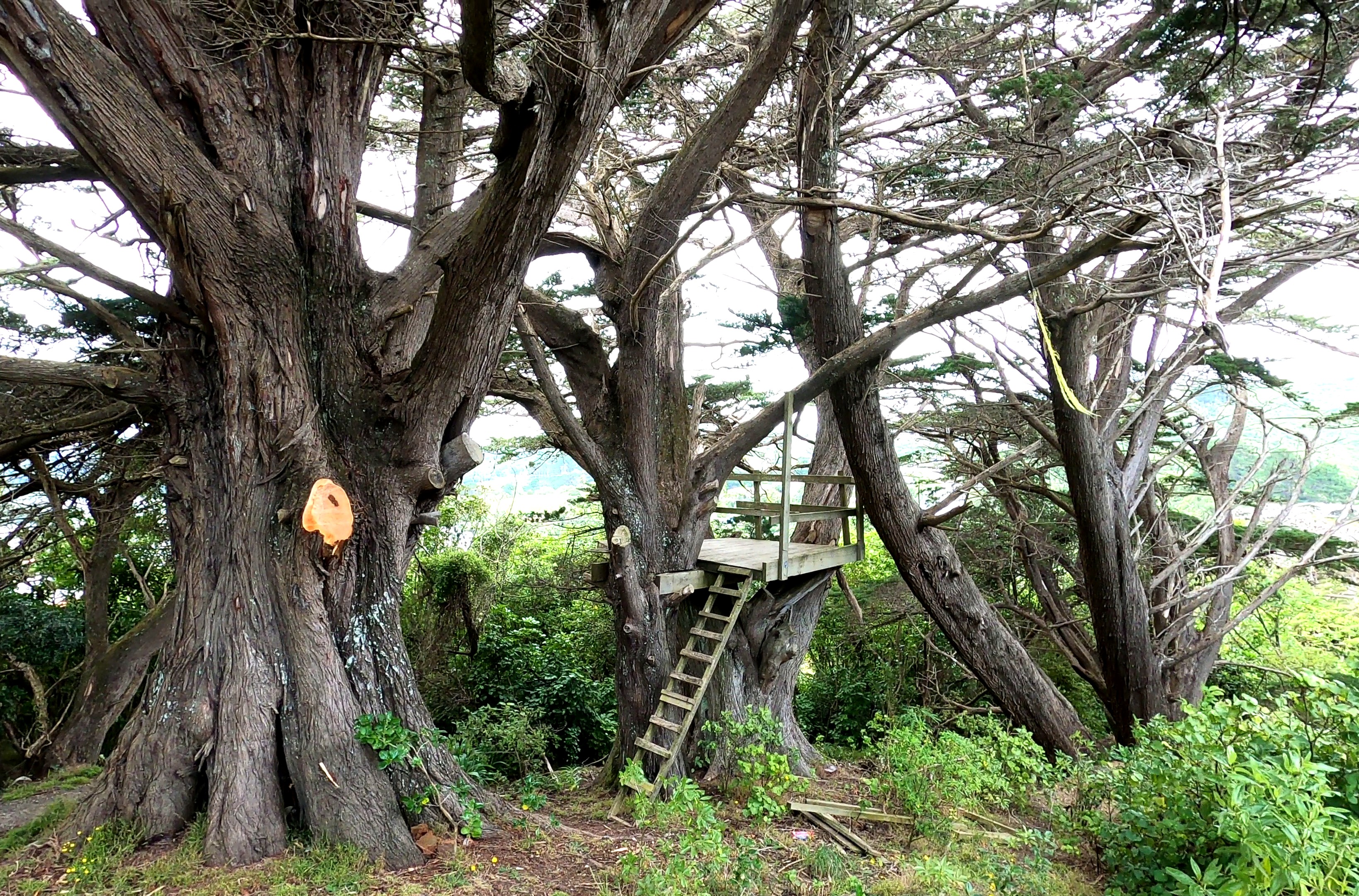 Photogenic ‘Beat-Up Macs’ – The Local Arboretum: Noticeable trees and ...