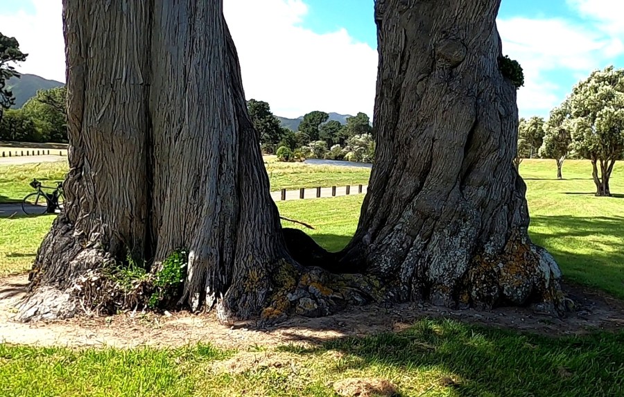 Photogenic ‘Beat-Up Macs’ – The Local Arboretum: Noticeable trees and ...
