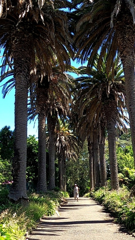 The Colonnade Effect: Rows and Double Avenues of Phoenix Palms – The ...