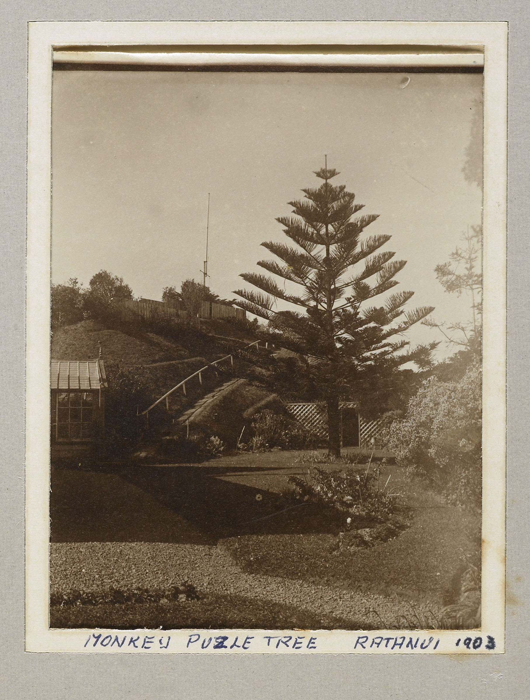The Monkey Puzzler – The Local Arboretum: Noticeable trees and their ...
