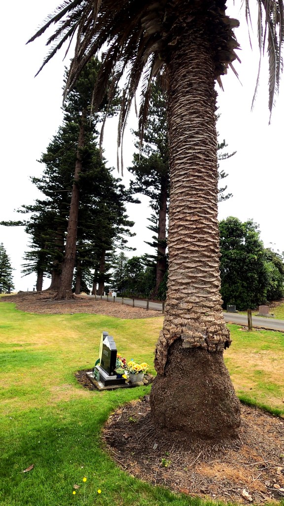 Patea Cemetery Trees: A circa story – The Local Arboretum: Noticeable ...