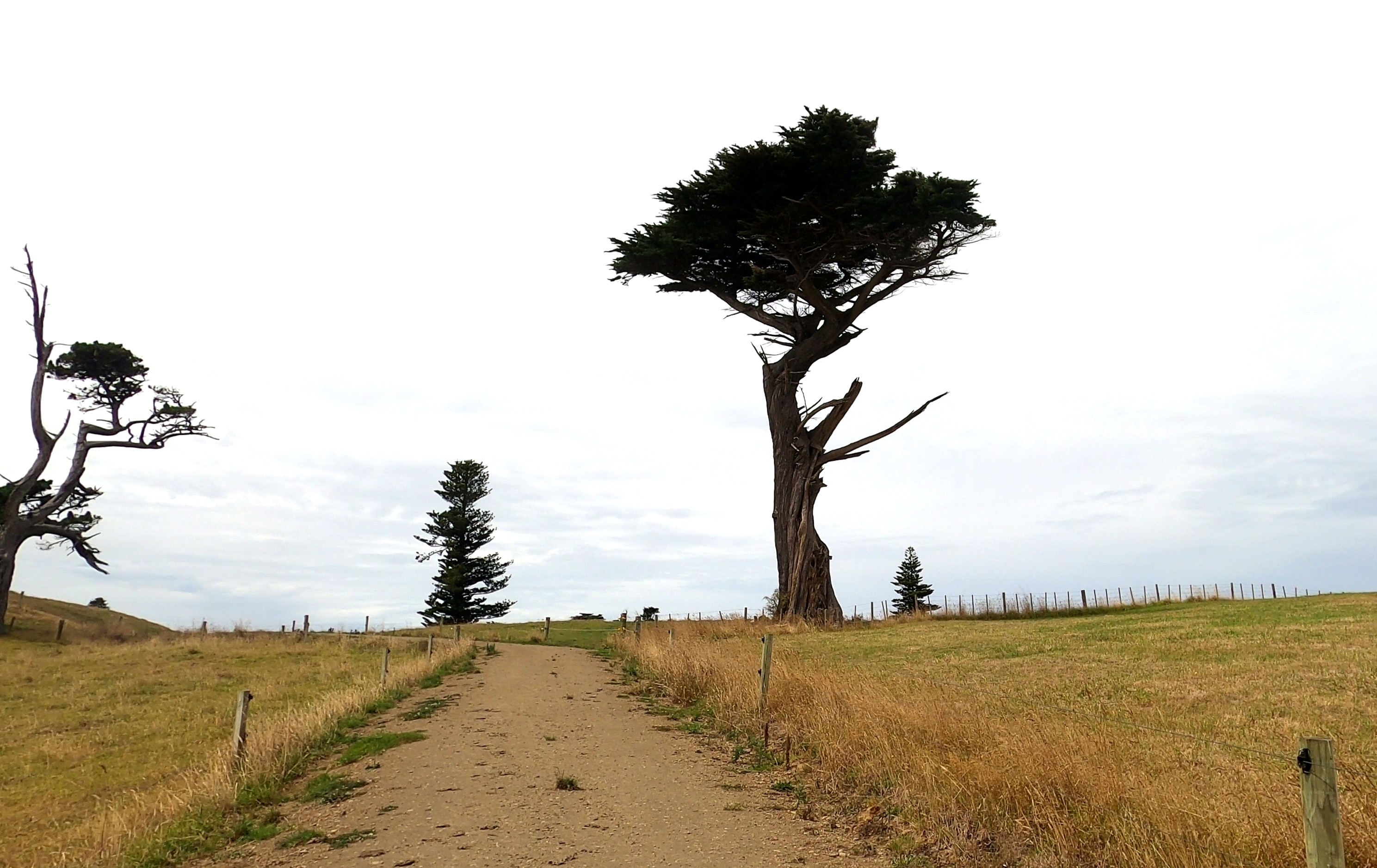 ‘Heavy-shouldered children of the wind’: Shaping Macrocarpa – The Local ...