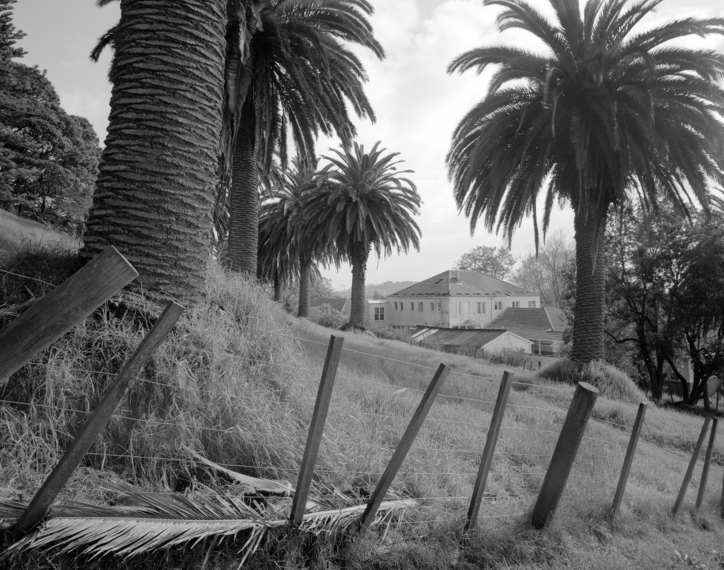 The Colonnade Effect: Rows and Double Avenues of Phoenix Palms – The ...