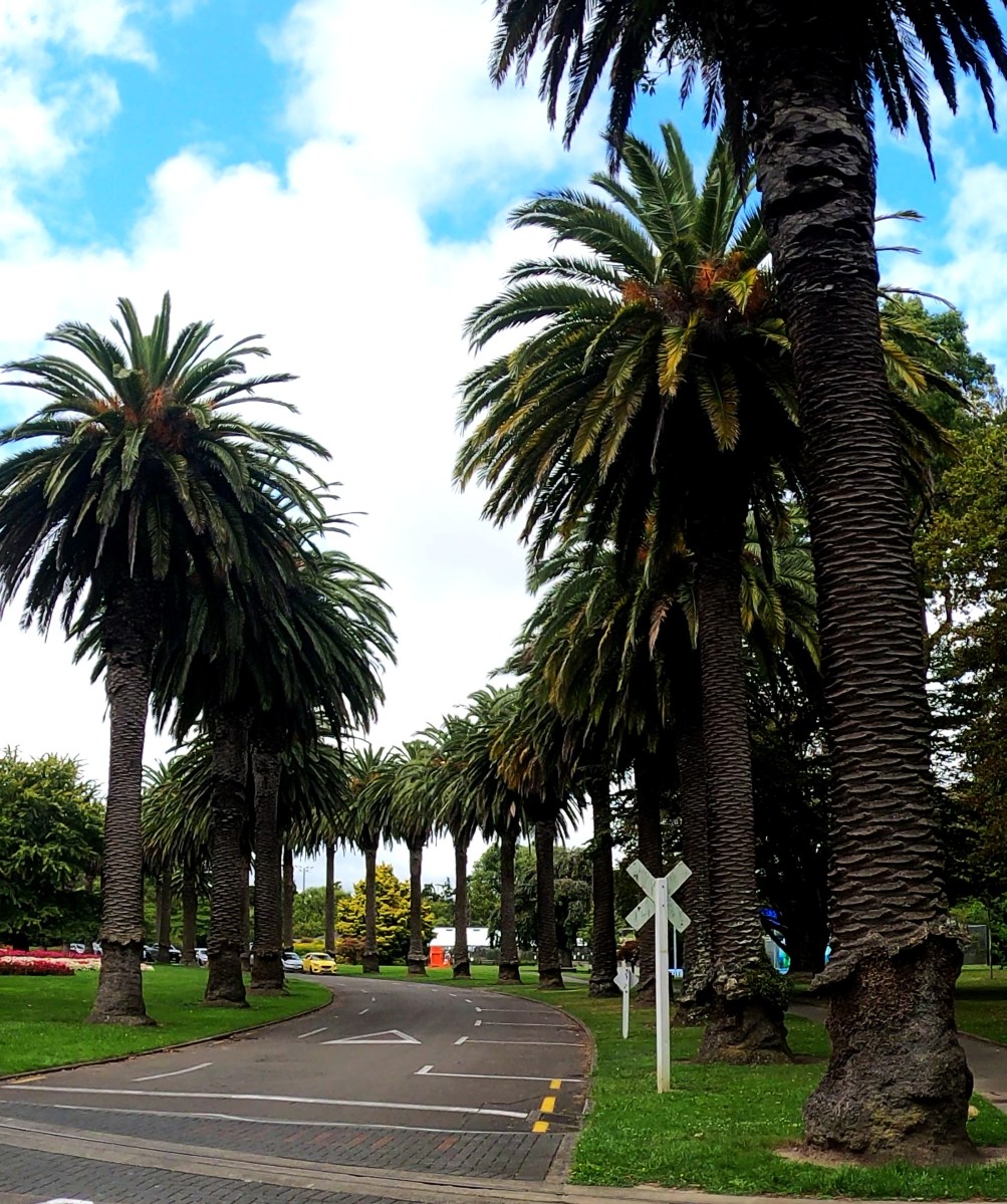 Monumental: A Phoenix Palm Gallery – The Local Arboretum: Noticeable ...