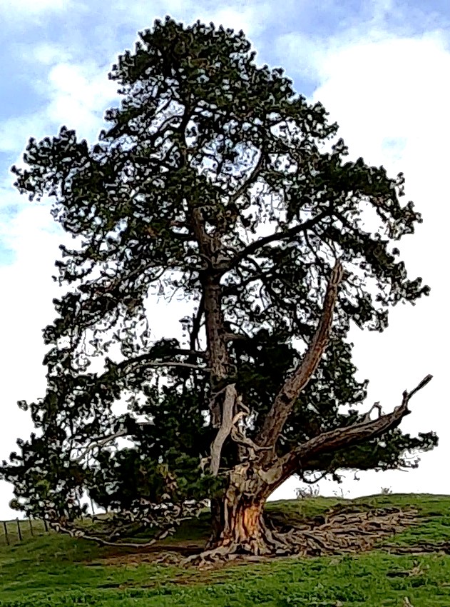 Some Rural Pines from a Wairarapa Trip – The Local Arboretum ...